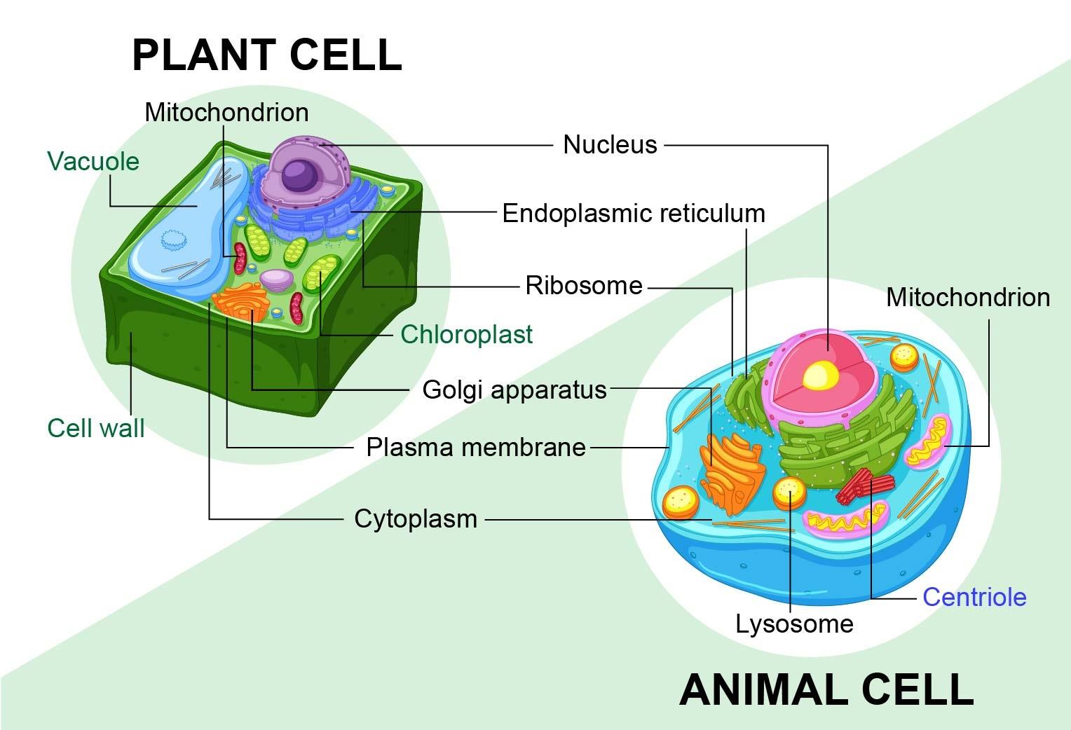 Cell Structure Of Animal And Plant Cells The Basic Building Block Of